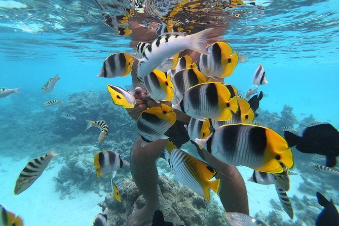 Half Day Snorkeling in Moorea - What Sets This Tour Apart?