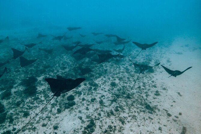 Half Day Snorkeling in Moorea - Recommended For