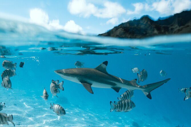 Half Day Snorkeling in Moorea - Frequently Asked Questions