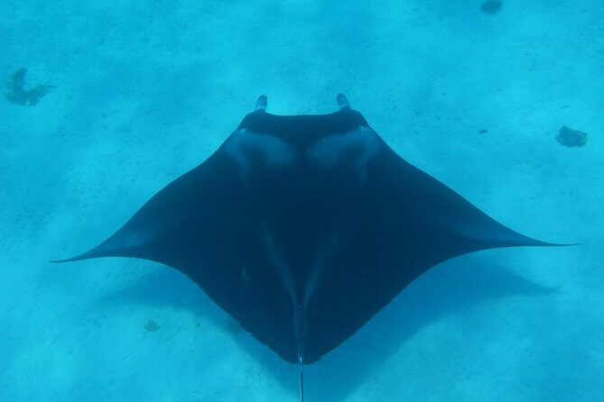 Half day Snorkeling Shared Boat Tour in Bora Bora - Why This Tour Stands Out