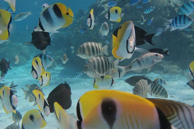 Half day Snorkeling Shared Boat Tour in Bora Bora - What to Expect During the Tour