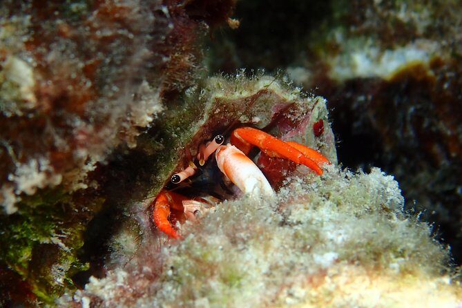 Half day Snorkeling Shared Boat Tour in Bora Bora - The Sum Up