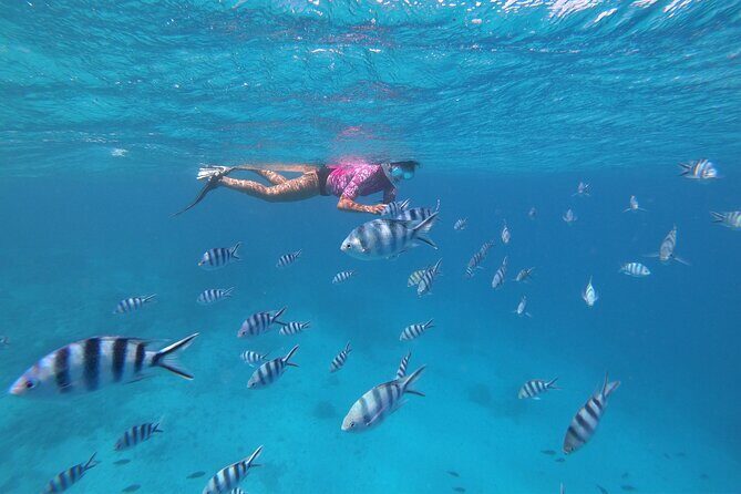 Half-Day Snorkeling Tour in Tahiti - FAQs