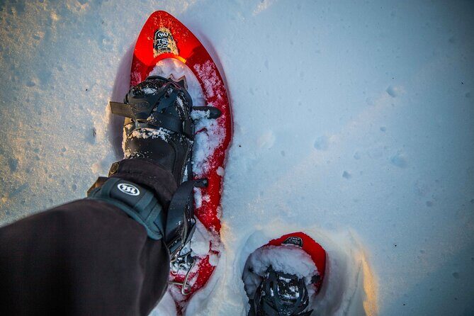 Half Day Snowshoe Hiking Adventure in Levi Lapland - Pricing & Value