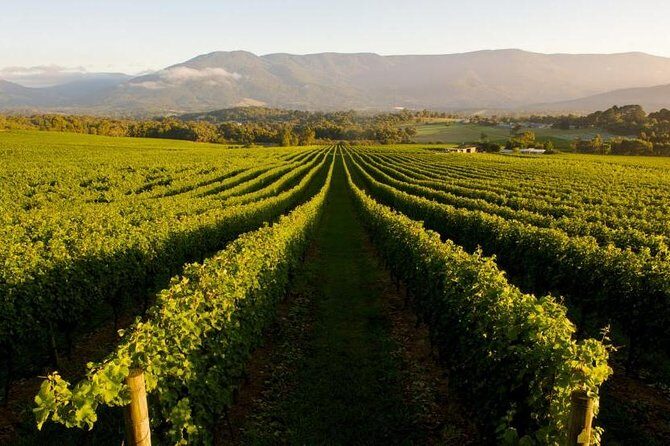 Half-Day Swan Valley Walk & Fruit Orchard - Introduction