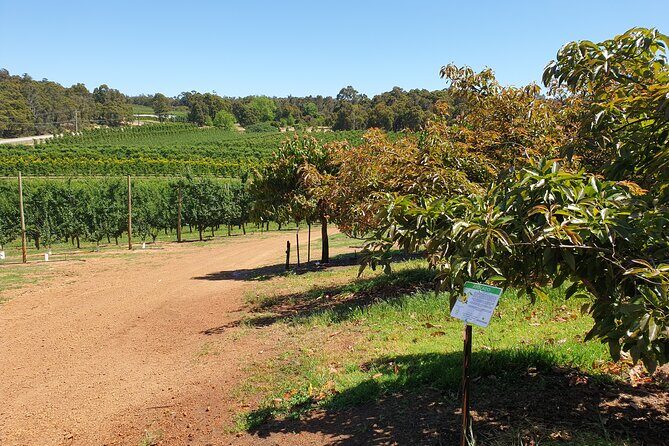 Half-Day Swan Valley Walk & Fruit Orchard - FAQ