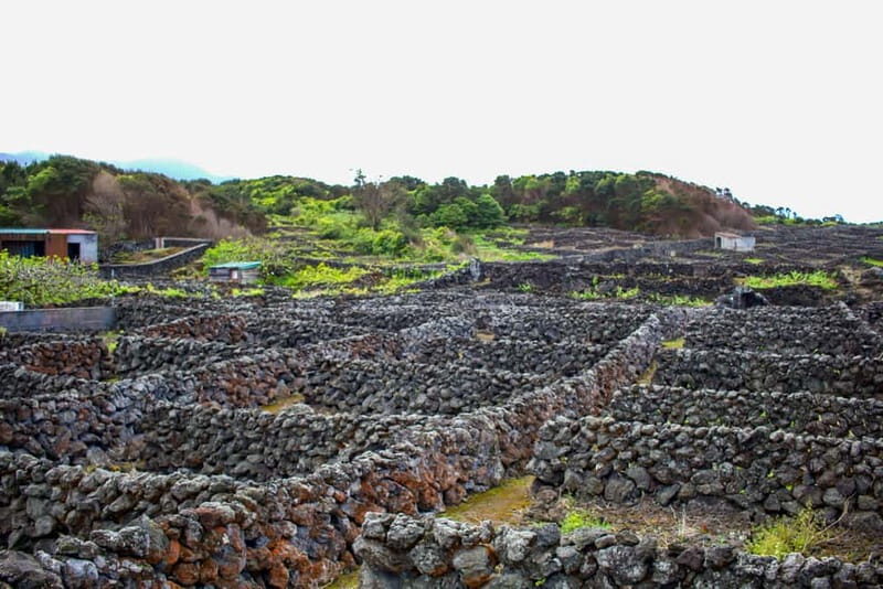 Half Day Tour - Algar do Carvão Lava Route - Value and Practical Considerations