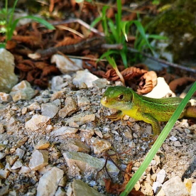 Half day tour around Plitvice Lakes - Authentic Feedback from Travelers