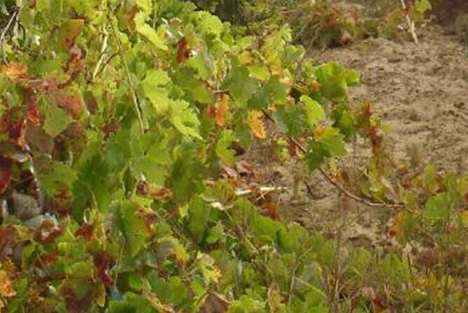 Half-Day Tour in Cascais / Sintra with Brunch and Wine Tasting - Detailed Breakdown of the Tour Experience