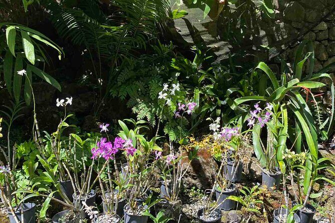 Half Day Tour in Nadi - The Practicalities: What You Need to Know