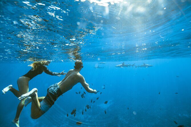 Half Day Tour lagoon discovery marine fauna flora small group - The Experience in Context