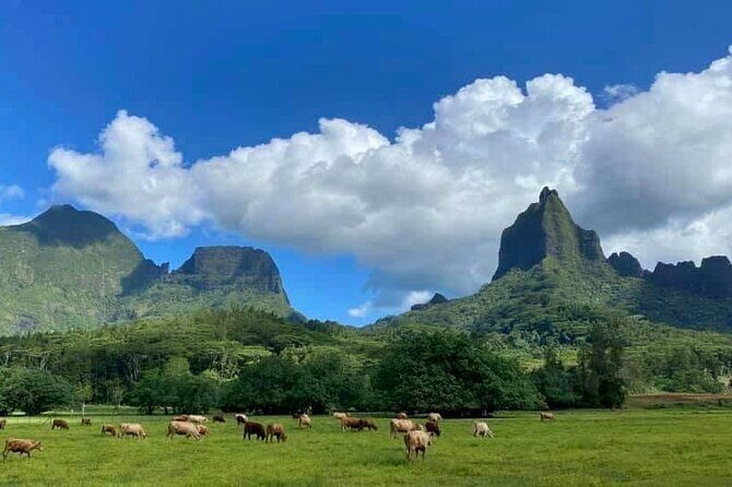 Half-Day Tour of Moorea Island in a Small Group - Is This Tour Worth It?