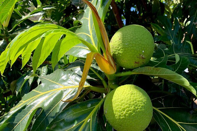 Half-Day Tour of Moorea Island in a Small Group - Frequently Asked Questions