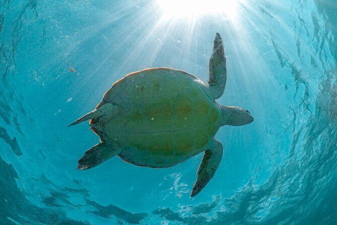 Half-day Tour Sea Turtles Encounter in Akumal Bay - What’s Included and What’s Not