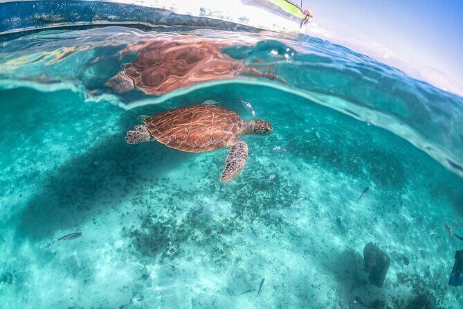 Half-day Tour Sea Turtles Encounter in Akumal Bay - Who Will Love This Tour?