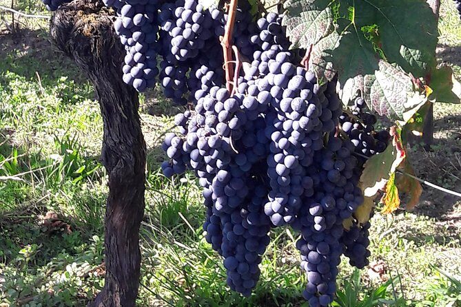 Half-day tour to Saint Emilion, a UNESCO site, with a private guide - Transportation and Logistics