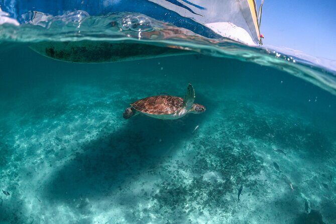 Half Day Tour: Turtles Encounter in Akumal Beach - Key Points