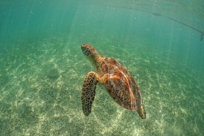 Half Day Tour: Turtles Encounter in Akumal Beach - Transportation & Group Size
