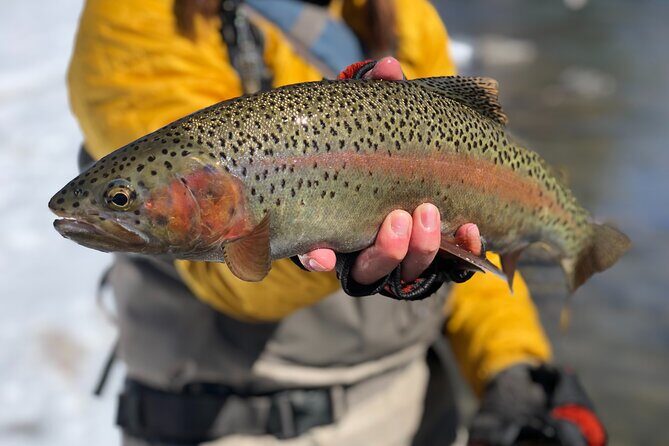 Half Day Walk and Wade Fly Fishing Trip - Key Points