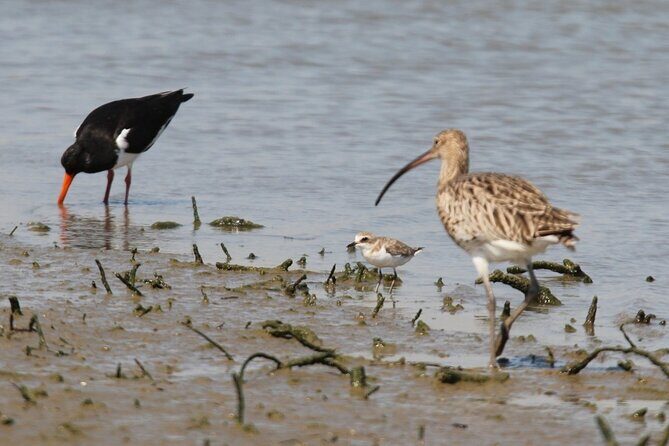 Half Day Walking Tour in Ria Formosa Nature Park - The Experience in Context