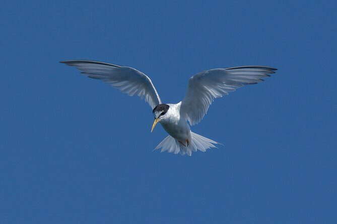 Half Day Walking Tour in Ria Formosa Nature Park - Frequently Asked Questions