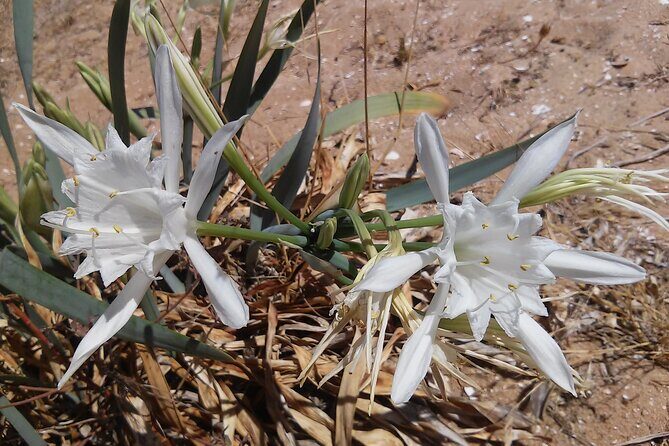 Half Day Walking Tour in Ria Formosa Nature Park - Final Thoughts