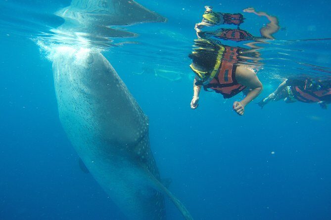 Half Day Whale Shark Tour From Playa del Carmen - Authentic Insights from Reviews