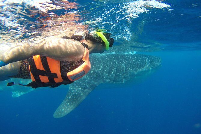 Half Day Whale Shark Tour From Playa del Carmen - Final Thoughts: Is This Tour Right for You?