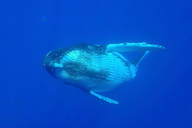 Half day whale tour 4h00 - The Itinerary: What to Expect