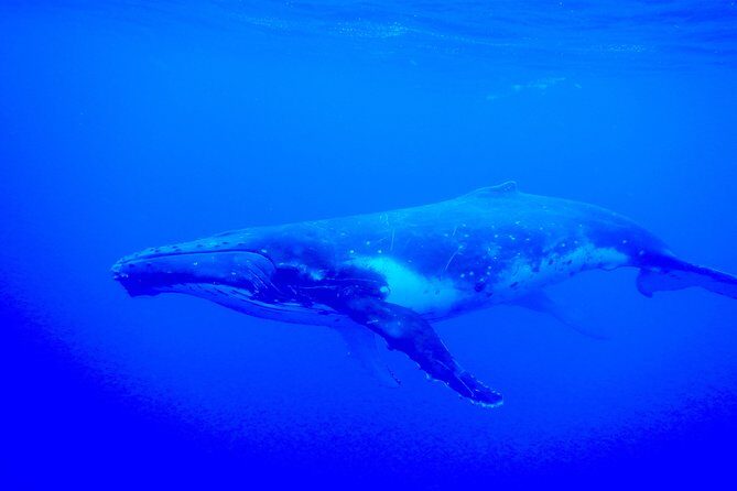 Half day whale tour 4h00 - Deep Dive into the Itinerary