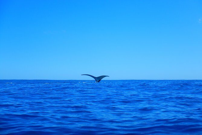 Half day whale tour 4h00 - FAQs