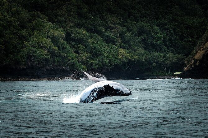 Half Day Whale Watching in a Small Shared Group - Why This Tour Stands Out