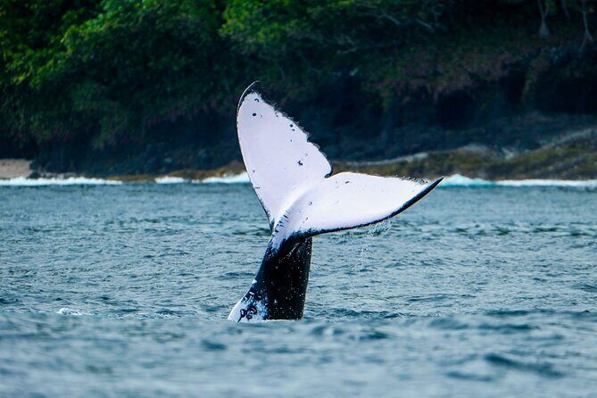 Half Day Whale Watching in a Small Shared Group - Practical Details and Value