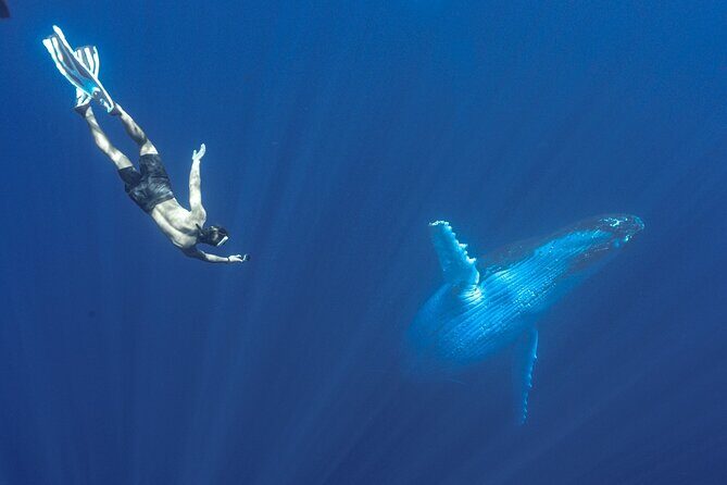 Half Day Whale Watching in a Small Shared Group - FAQ