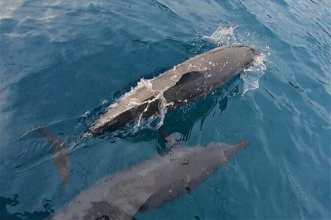 Half day whale watching - Without launch - Who Should Book This Experience?