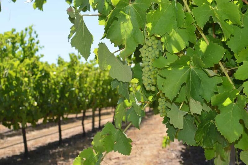 Half day Wine and Sights Discovery Tour Busselton - Final Thoughts