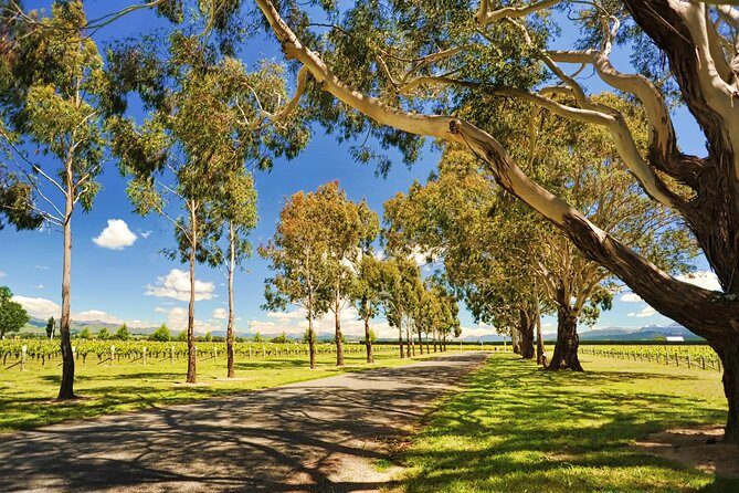 Half-Day Wine Tour from Blenheim - An In-Depth Look at the Tour Experience