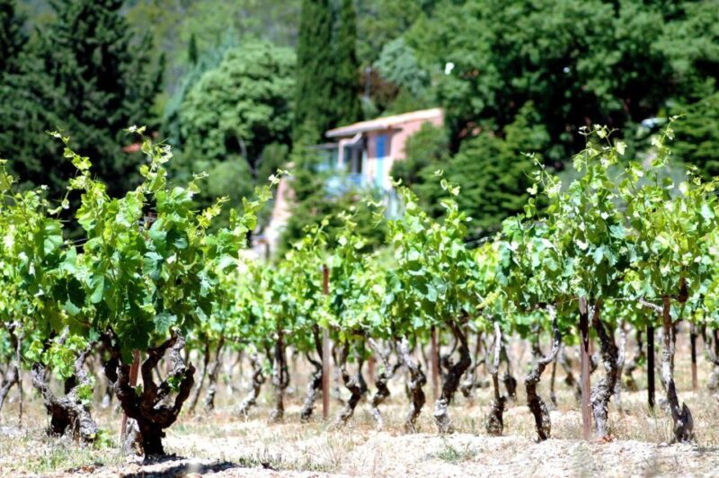 Half-Day Wine Tour in Andalusia in small group - FAQ