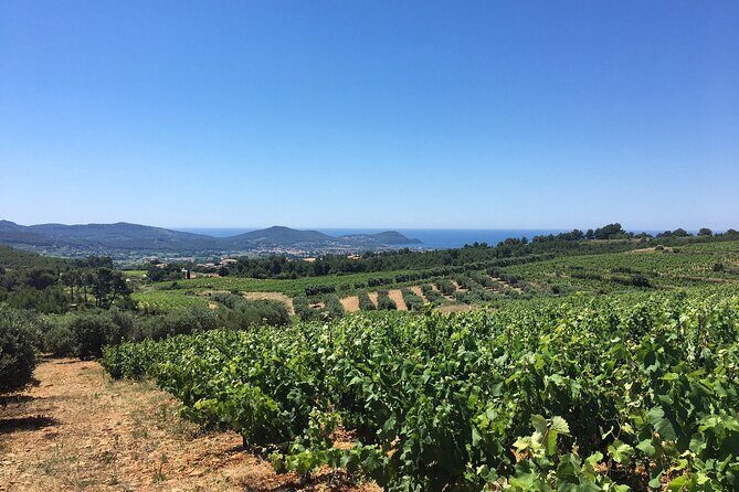 Half day Wine Tour in Bandol & Cassis from Aix en Provence - Who Should Consider This Tour?