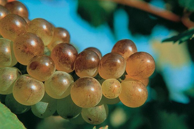 Half day Wine Tour in Bandol & Cassis from Aix en Provence - Final Thoughts