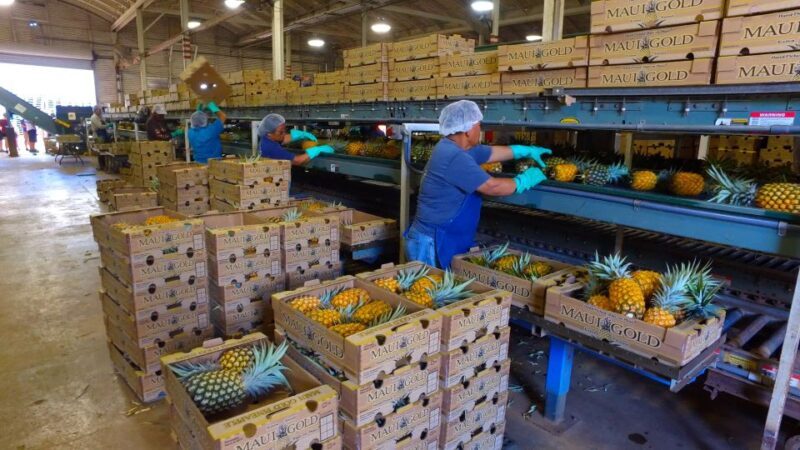 Hali'imaile: Pineapple Farm Tour - An In-Depth Look at the Haliimaile Pineapple Farm Tour