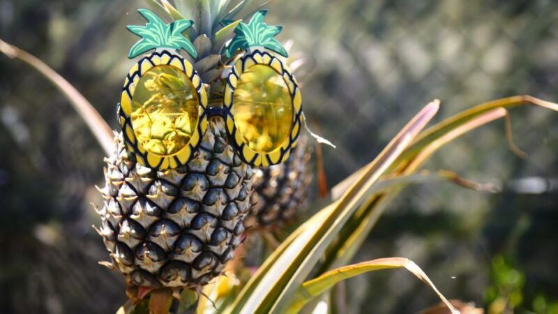 Hali'imaile: Pineapple Farm Tour - Practical Details to Keep in Mind