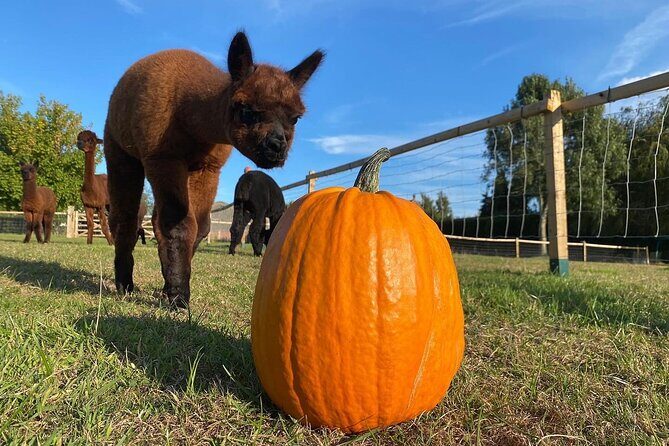 Halloween Pumpkin Patch and Alpaca Adventure - Halloween Pumpkin Patch and Alpaca Adventure: A Detailed Review