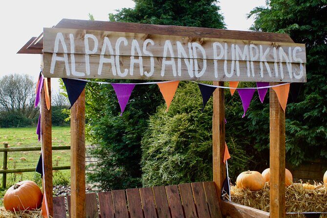 Halloween Pumpkin Patch and Alpaca Adventure - Authentic Insights from Reviewers