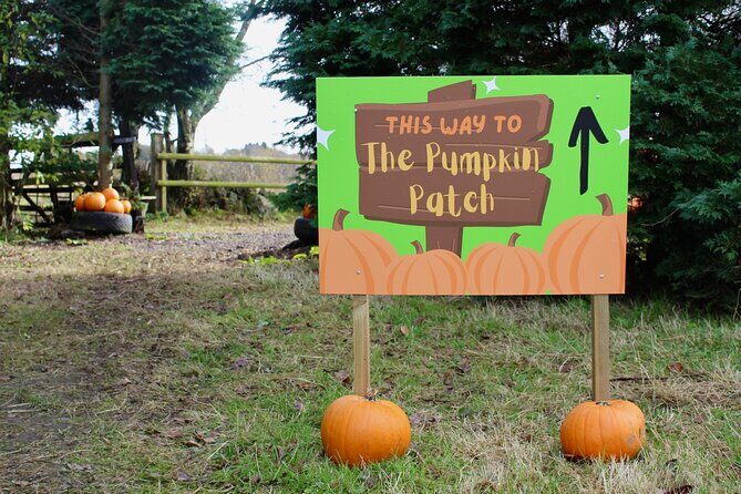 Halloween Pumpkin Patch and Alpaca Adventure - Practical Tips for Visitors