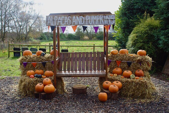 Halloween Pumpkin Patch and Alpaca Adventure - Who is this Experience Best For?
