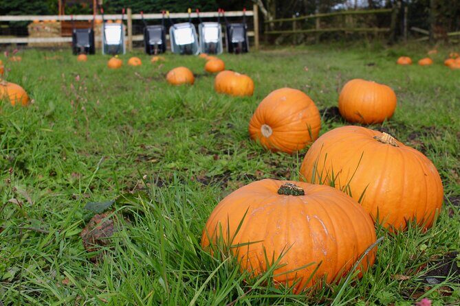 Halloween Pumpkin Patch and Alpaca Adventure - The Sum Up