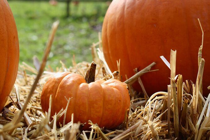 Halloween Pumpkin Patch and Alpaca Adventure - FAQ