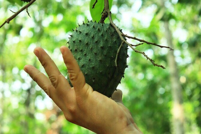 Hands-on Mexican Farm Experience: from Cow to Cheese - Potential Drawbacks and Considerations