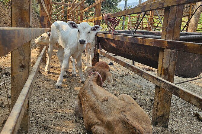 Hands-on Mexican Farm Experience: from Cow to Cheese - The Sum Up